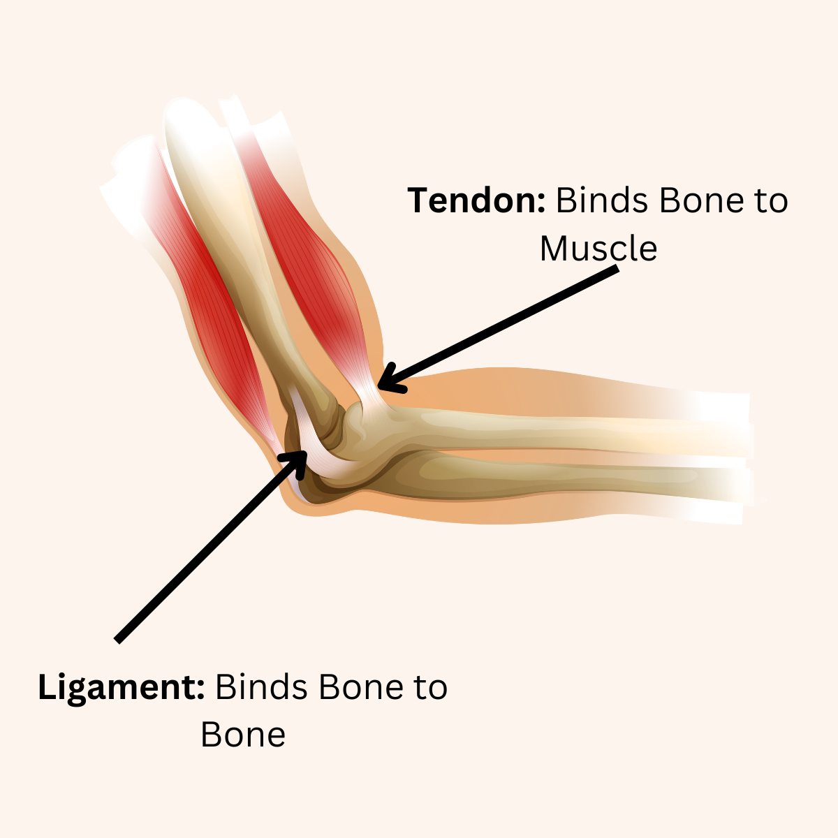 Tendon And Ligament Injuries: Do You Know The Proven Difference ...